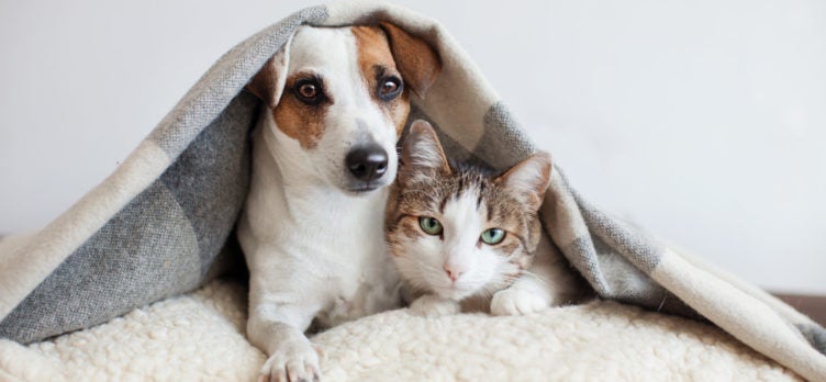 The 9 Best Credit Cards for Pet Expenses [2023 Guide]