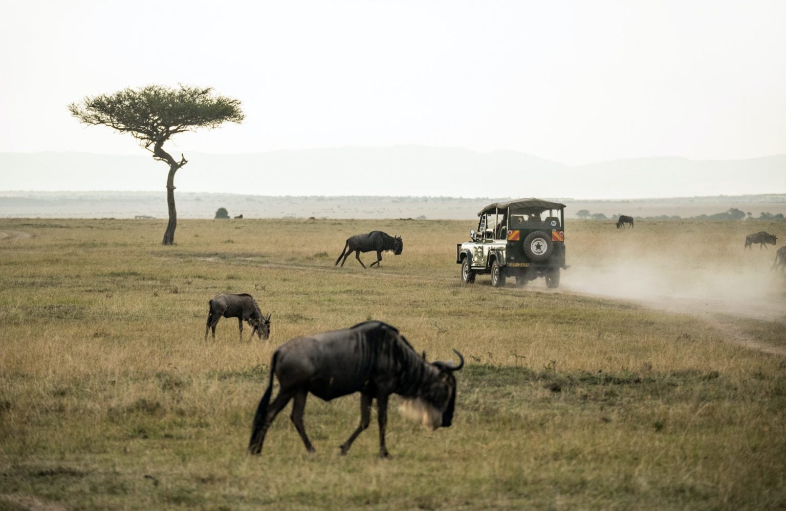 2023 African Safari Adventure Guide (All You Need To Know)