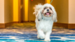 Full List of Pet-Friendly Hyatt Hotel Brands [2023]