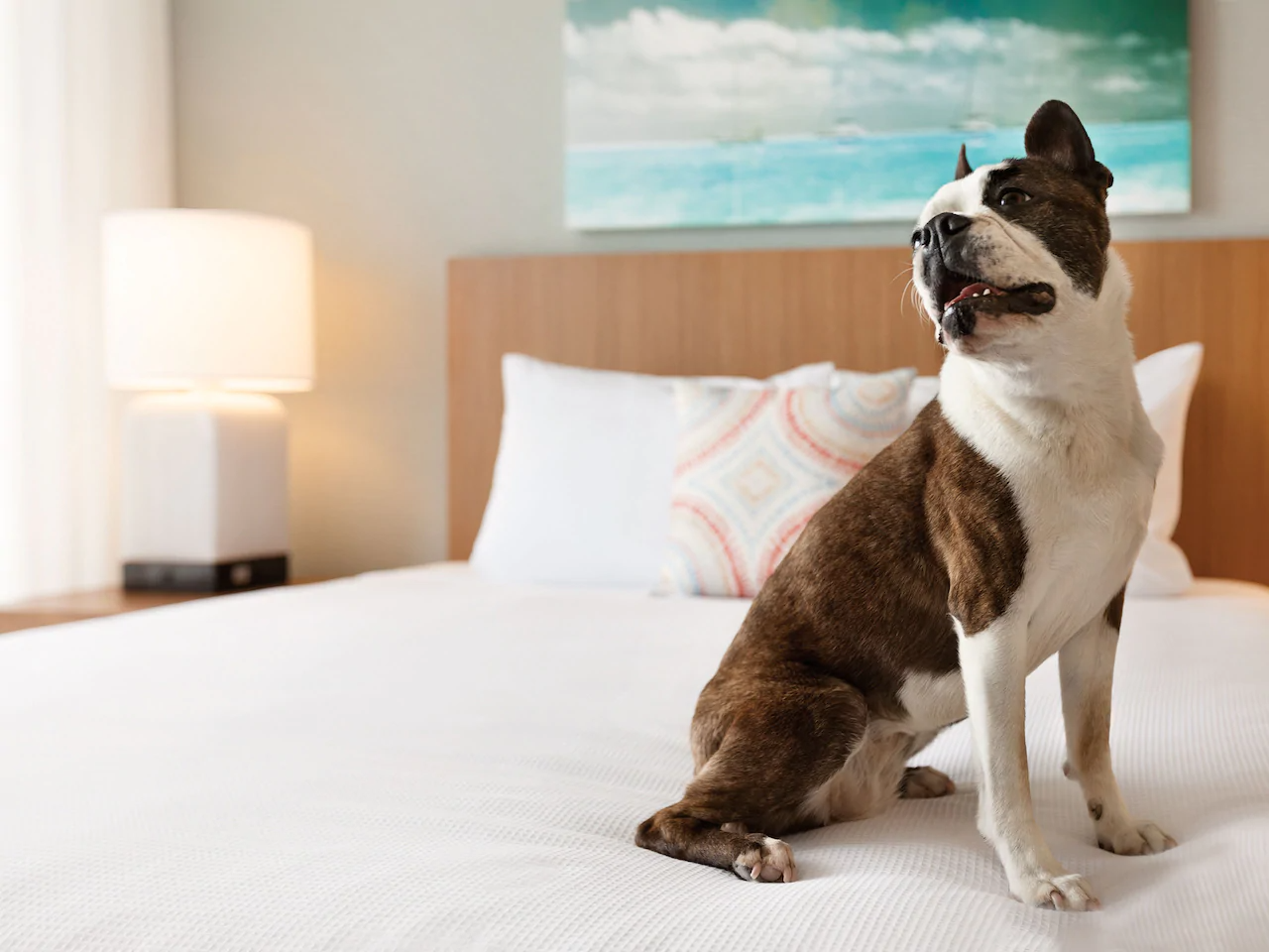 Full List of Pet-Friendly Hyatt Hotel Brands [2023]
