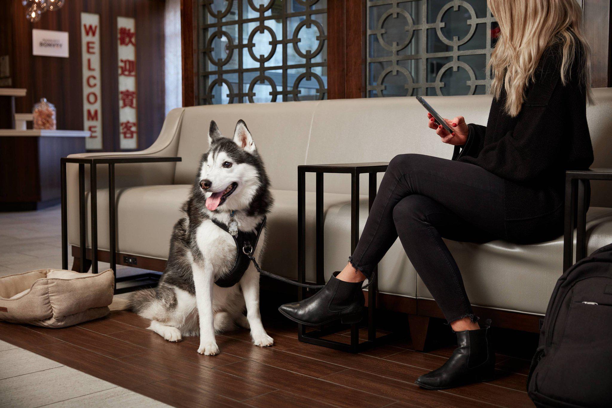 List Of Pet Friendly Marriott Brands In 2022 Policies Sizes List Of Pet Friendly Marriott Brands In 2022 Policies Sizes