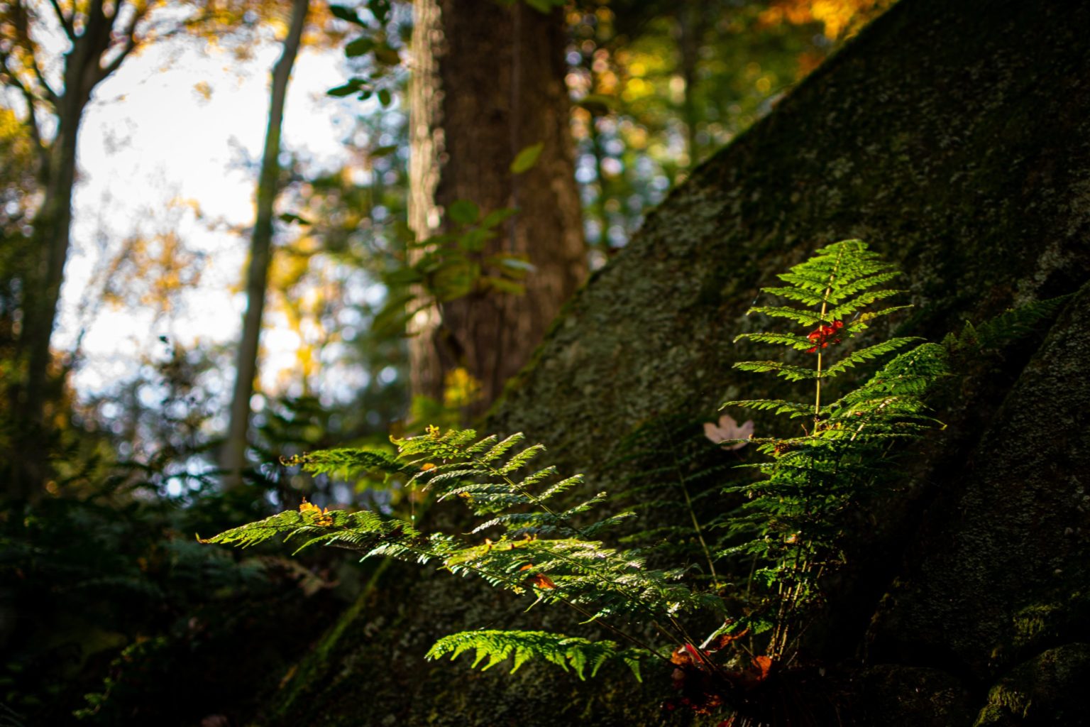 The Ultimate Guide to Cuyahoga Valley National Park [2023]