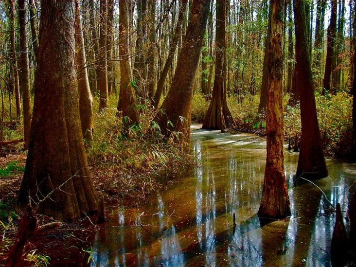 The Ultimate Guide to Congaree National Park [2023]
