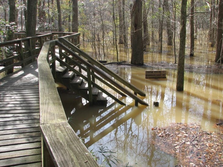 The Ultimate Guide to Congaree National Park [2023]