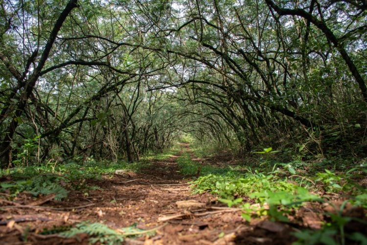 The Ultimate Guide to Hawai‘i Volcanoes National Park [2023]
