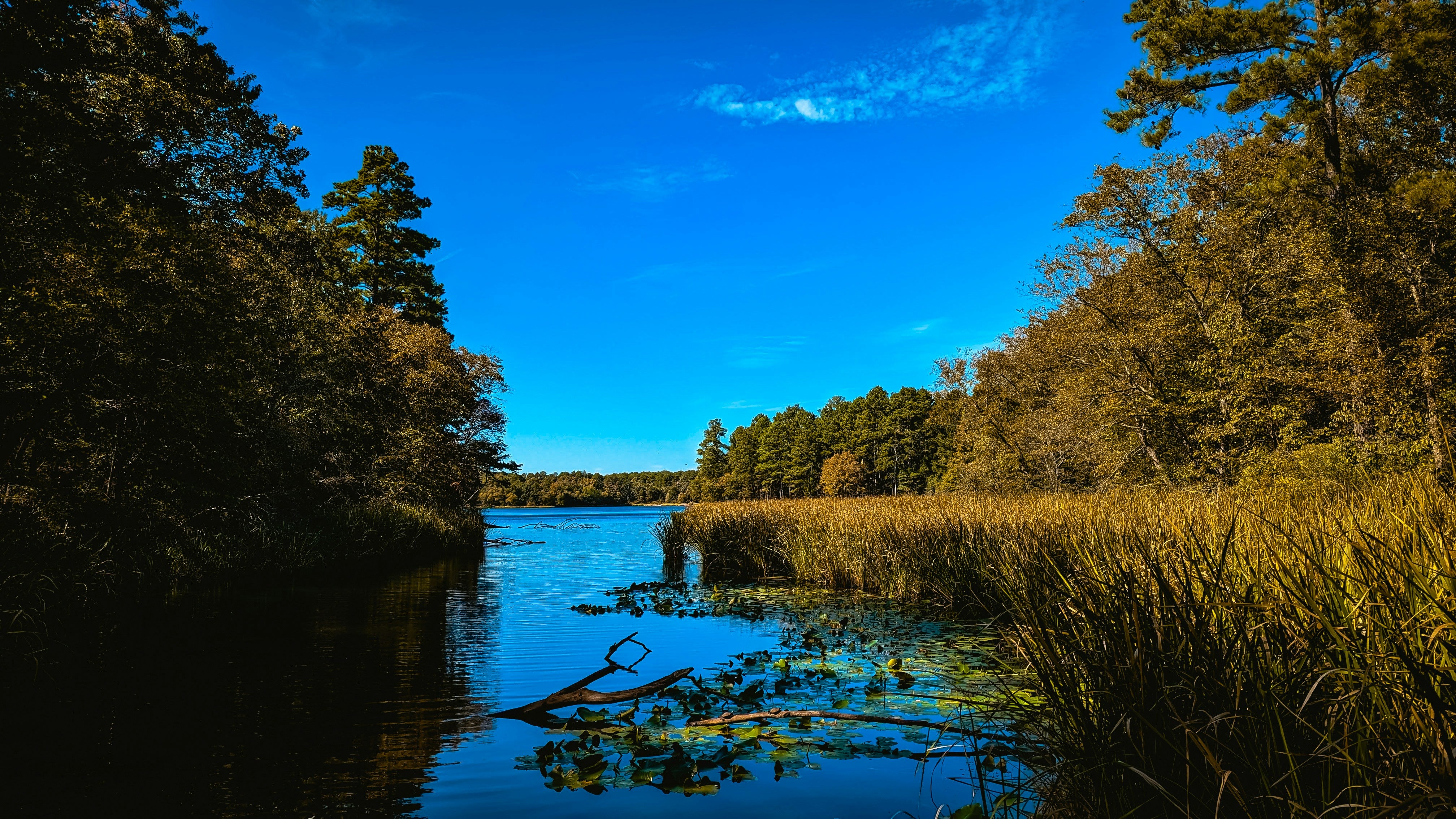 Tyler State Park Guide — Hiking, Wildlife, and More [2025]