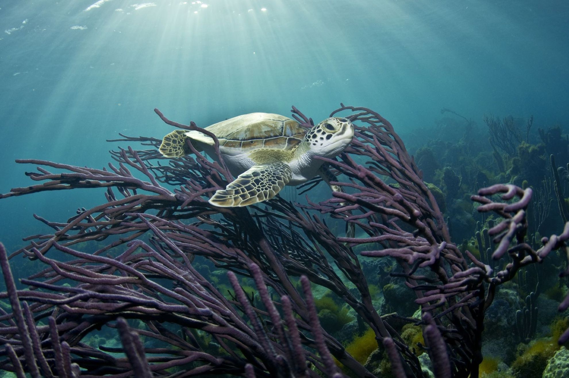 7 Best All-Inclusive Resorts for Snorkeling in the Caribbean [2025]